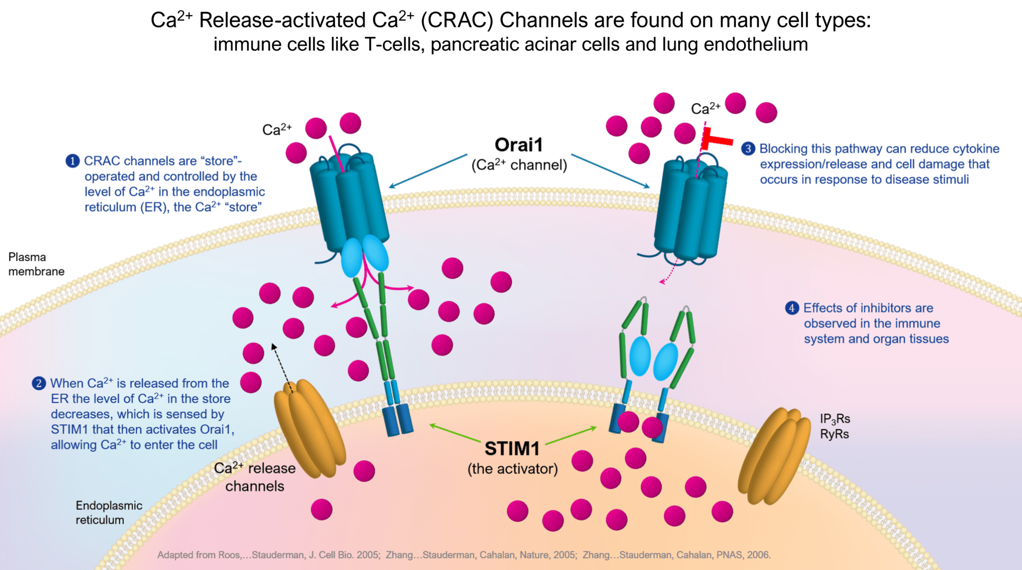 Our Science | CalciMedica